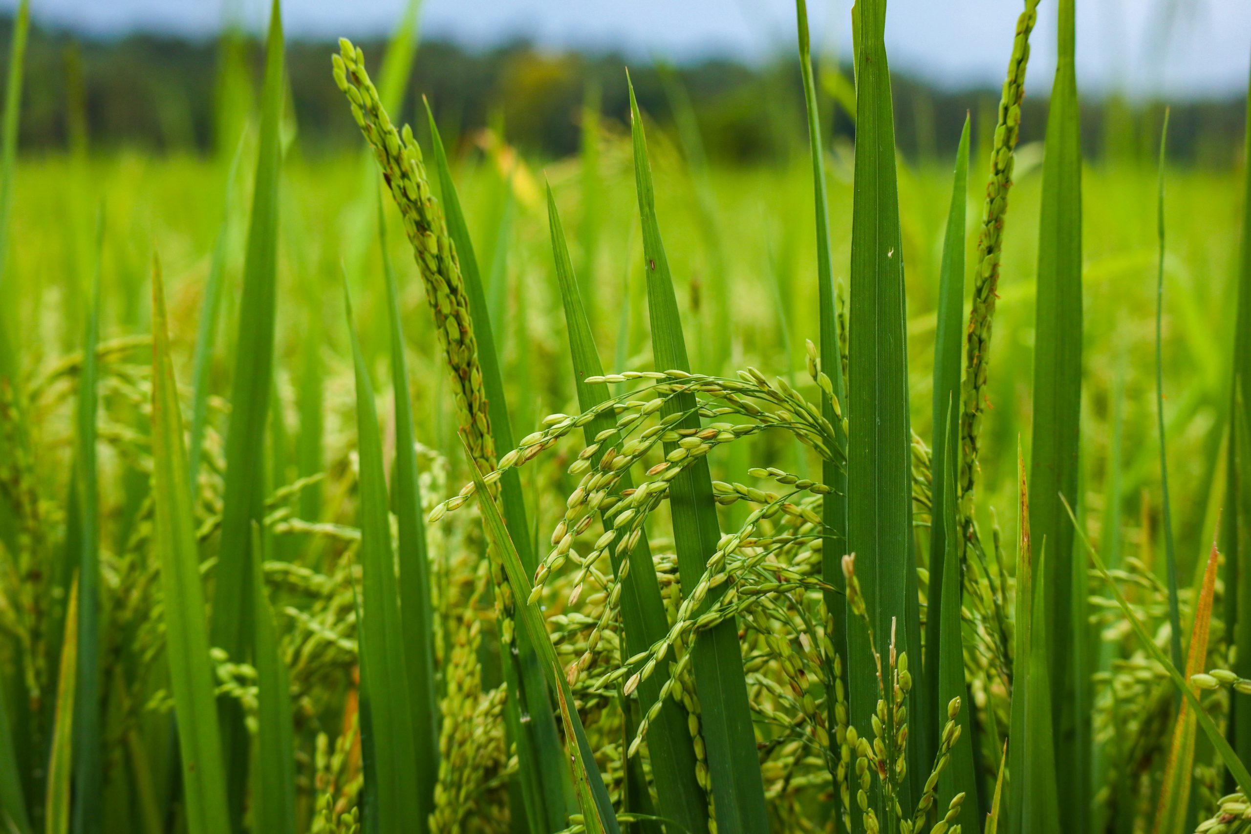 Sustainable Grains: Carbon Credits in the World of Rice Cultivation ...